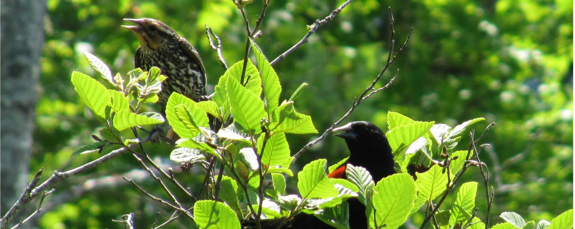 Francis Small Heritage Trust, Inc. – Caring for land and a way of life ...