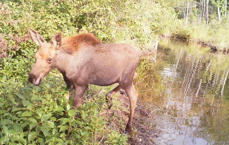 Francis Small Heritage Trust, Inc. – Caring for land and a way of life ...